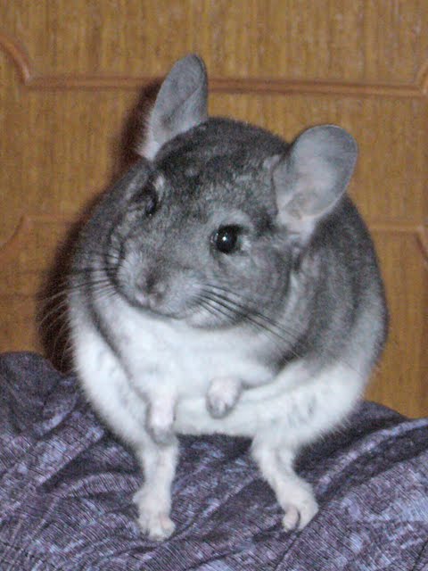 Orange Toothy: Chinchilla - Cip