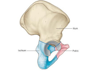 ANATOMÍA Y BIOLOGÍA: Pelvis