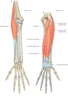 ANATOMÍA Y BIOLOGÍA: Miembros torácicos 8