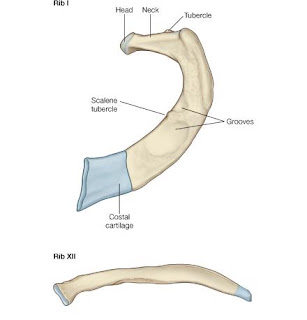 ANATOMÍA Y BIOLOGÍA: Tórax 1