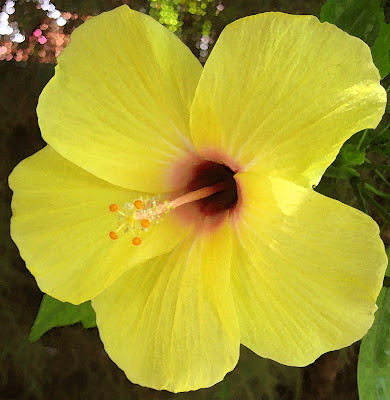 Proyecto Discovery: FLOR DE PACÍFICO AMARILLA