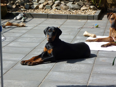 Dobermann kennel Van het IJzeren Veld