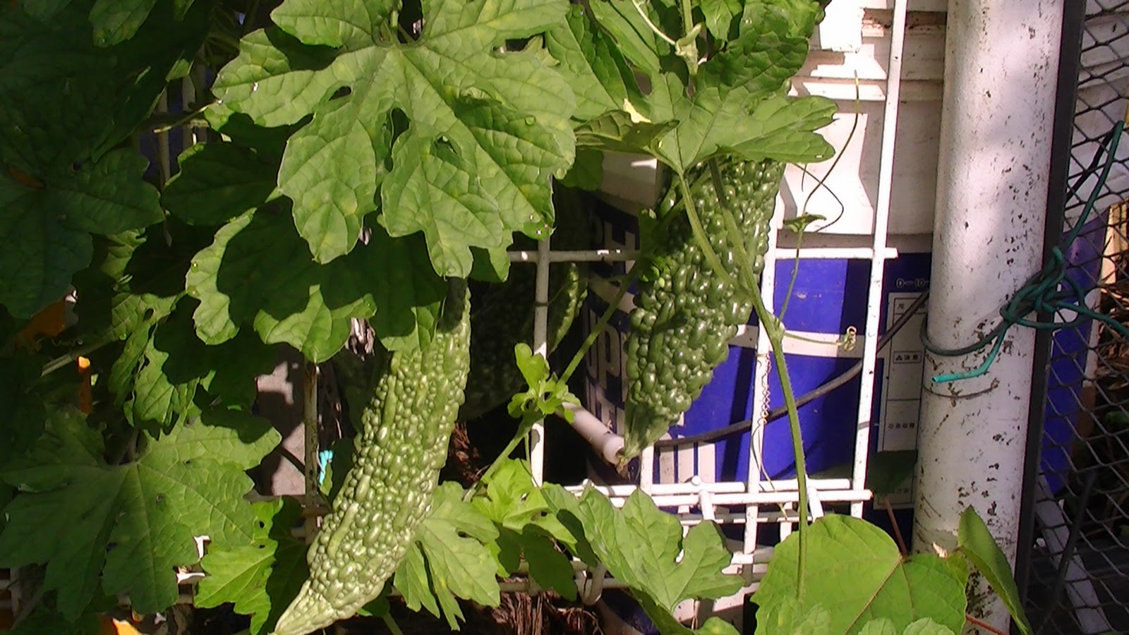 yokohamamama: Friday Field Notes--Hechima vs. Gouya