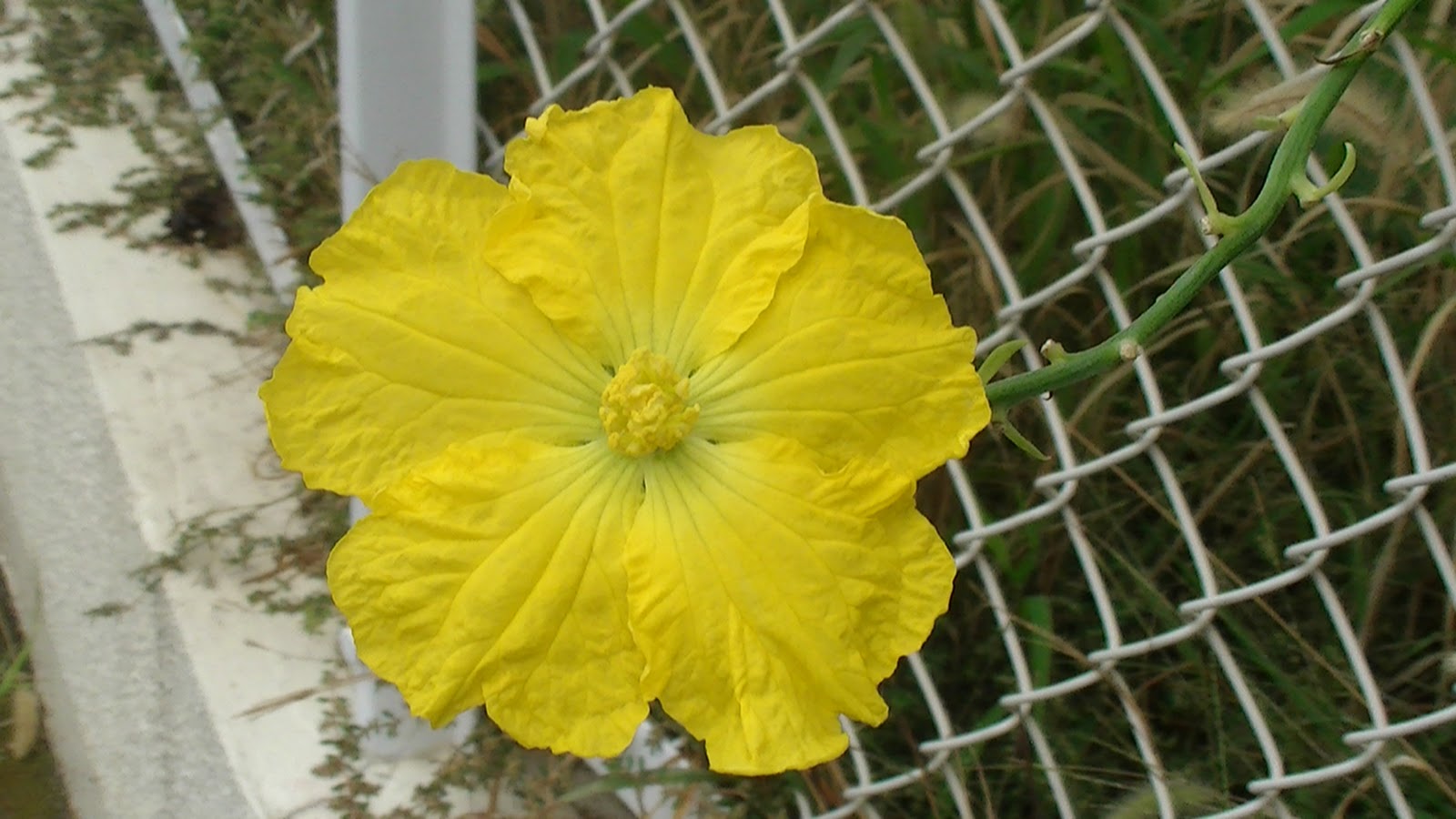 yokohamamama: Friday Field Notes--Hechima vs. Gouya