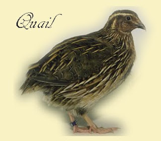 My spiced Flavors: Quail / Kadai Fry