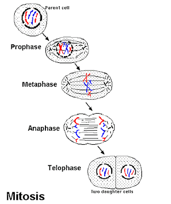 Mitosis: Definition of Mitosis:
