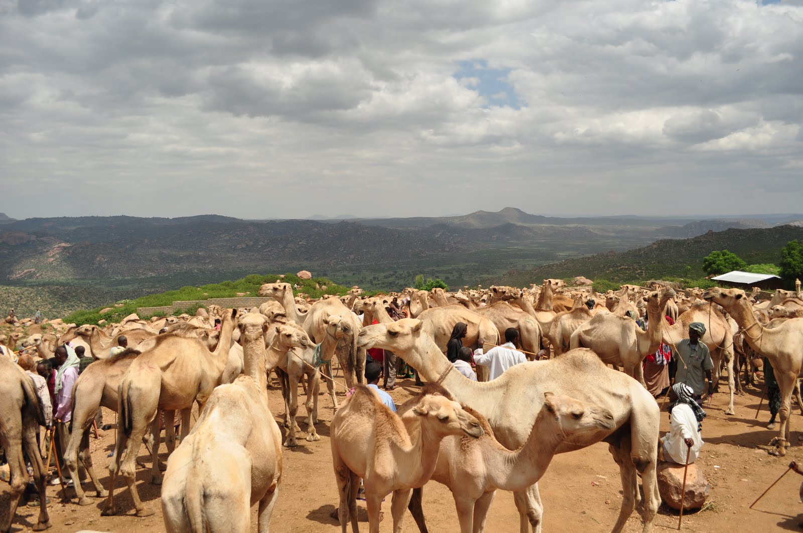 Travel Scars: Harar Part I: Chat Culture