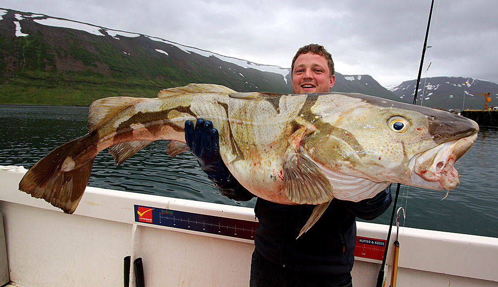 Arctic Angling: Monster Cods from 2009