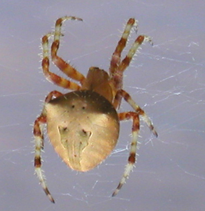 Country Mouse Studio: Cat Face Spider & Cougars