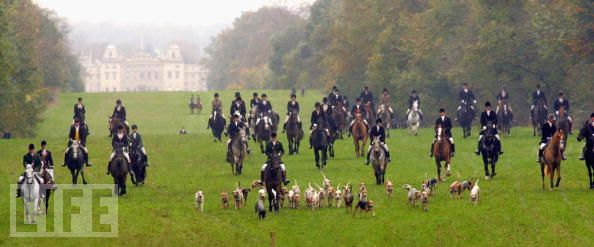 MOJ SALON ZA DURENJE : lov na lisice