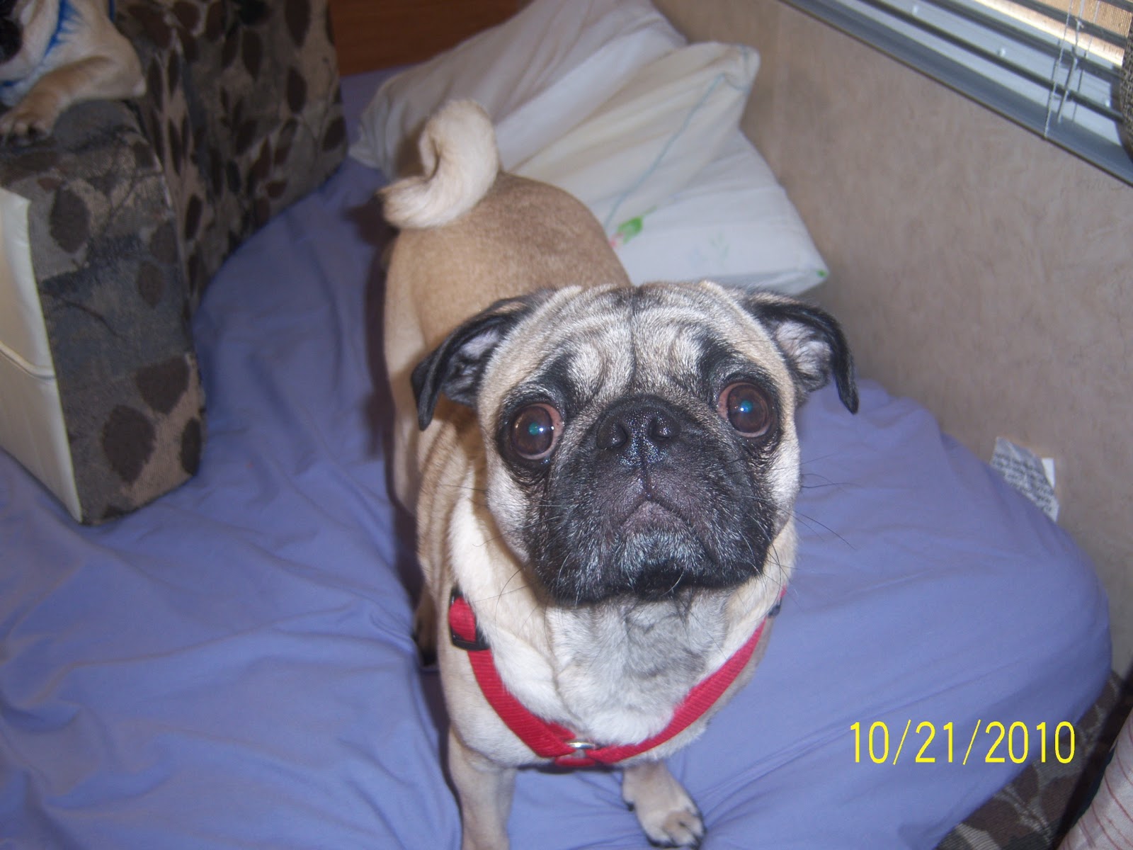 Mister Bean, A Little Pug in a Big World: Adventures in Camping with Me ...