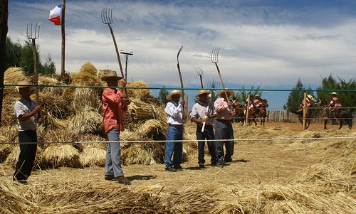 cultura mapuche: Agricultura Mapuche.