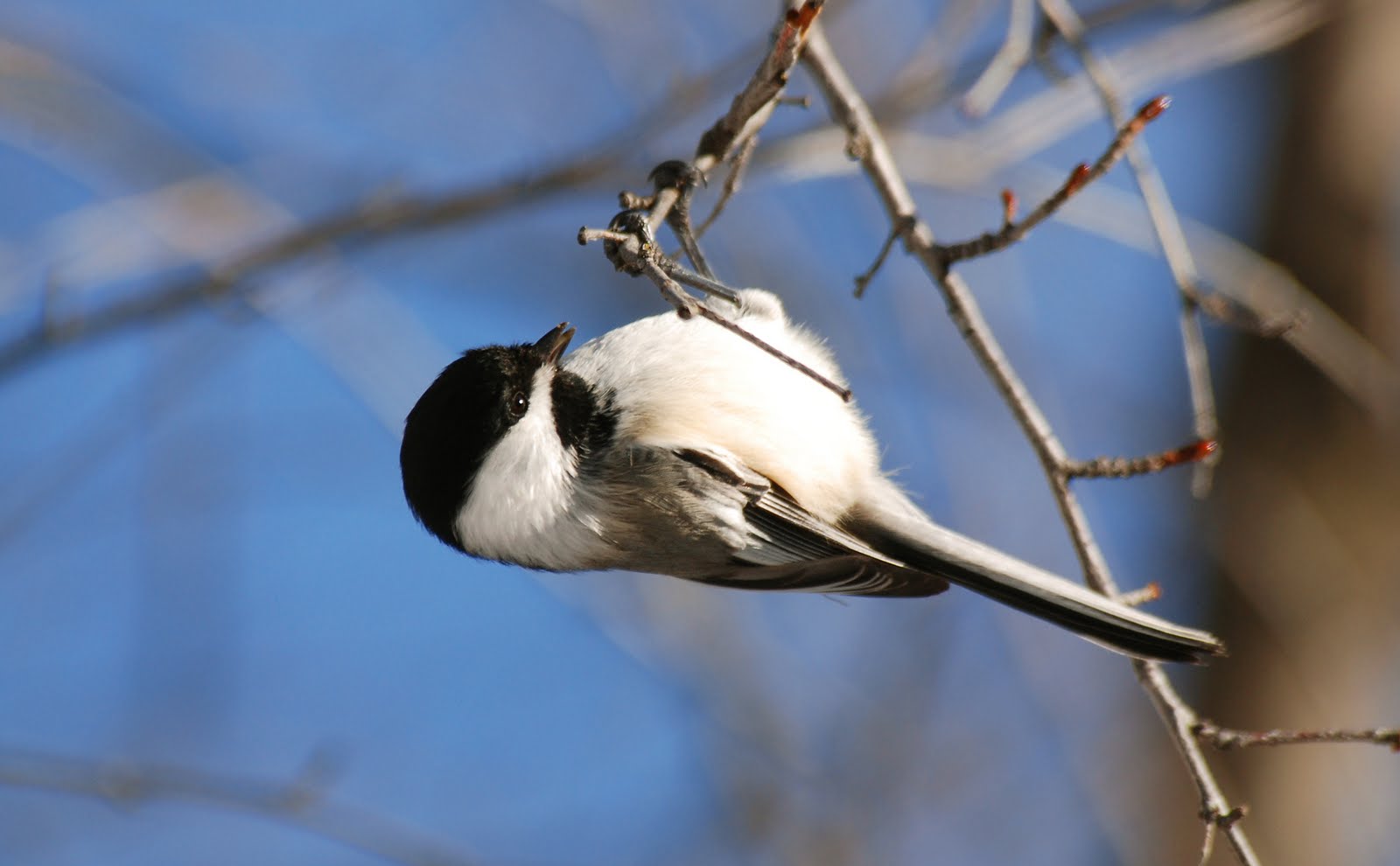 200 Birds: Hook bird(s)