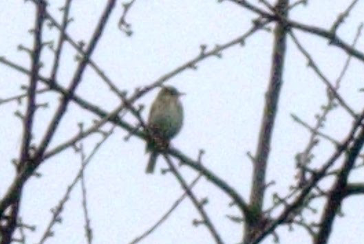 200 Birds: Hook bird(s)