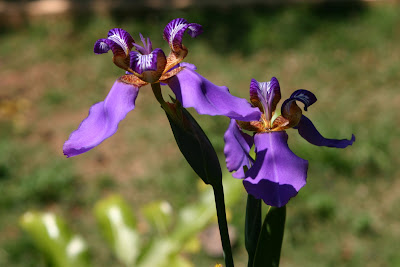 IPSIS PHOTOS: FALSA-IRIS-AZUL