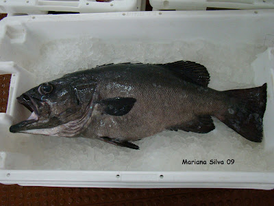 IctioBlog 2009: Cherne