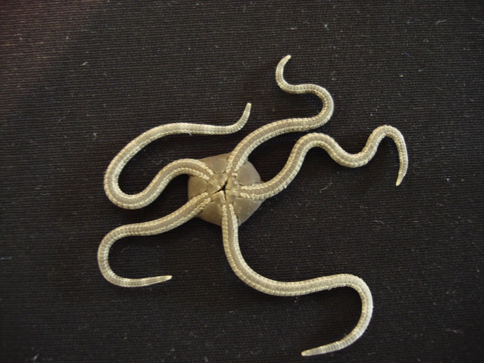 OFIURÓIDES DE PERNAMBUCO