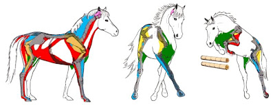 tout sur les chevaux: LES MUSCLES DU CHEVAL