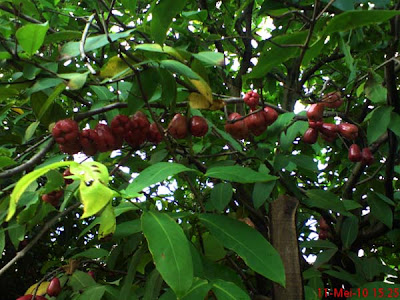 Wow Jambu Delima Citra Demak , Laris Di Jakarta - TribunNews.com