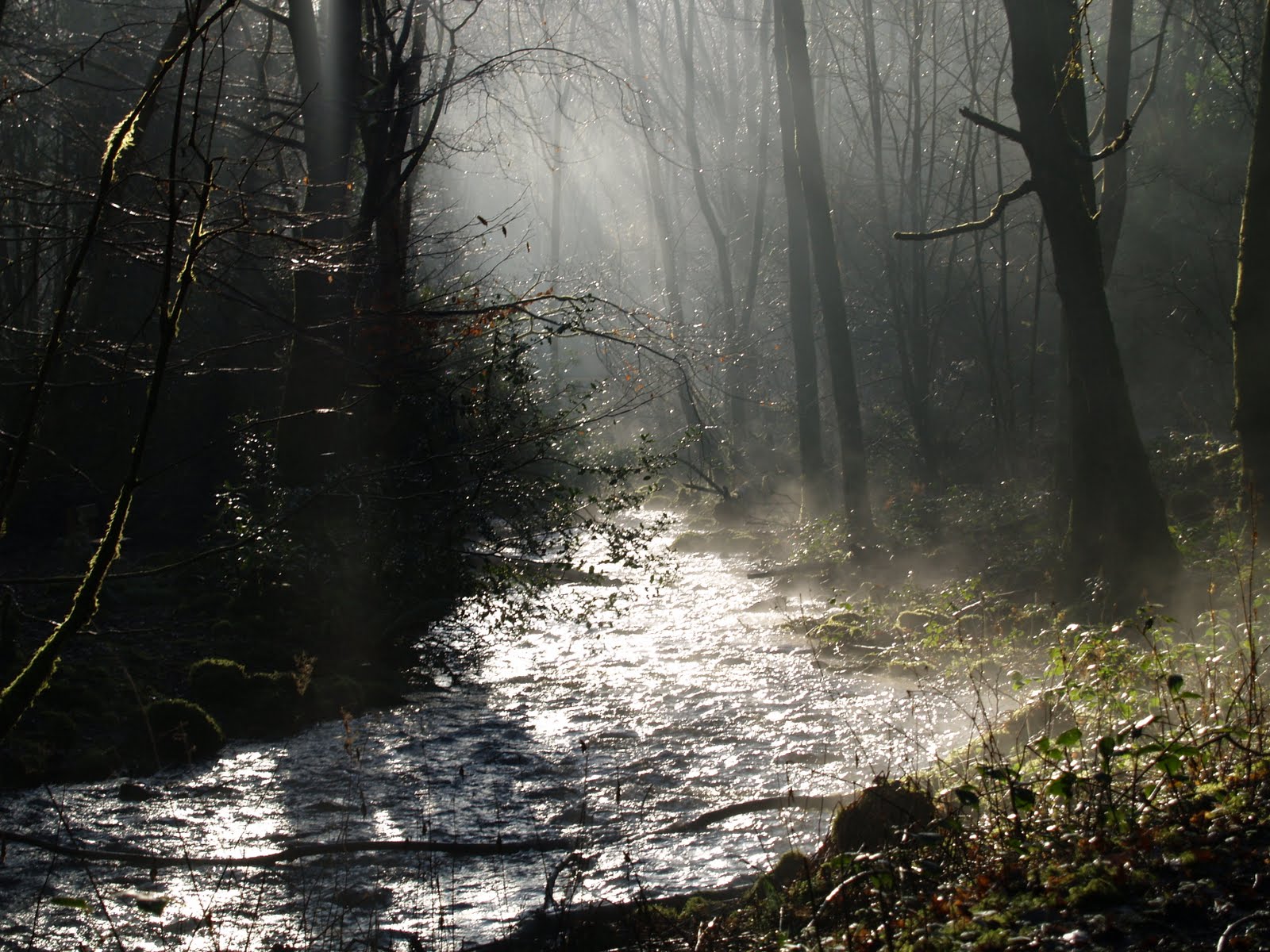 That's the thing.......: rossmore