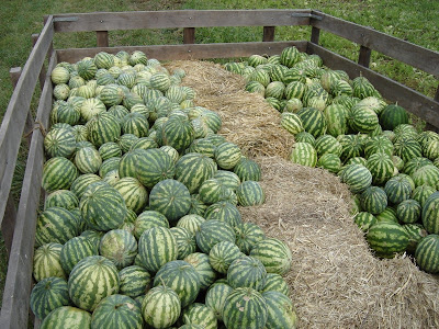 Russian Watermelons! – Windows to Russia