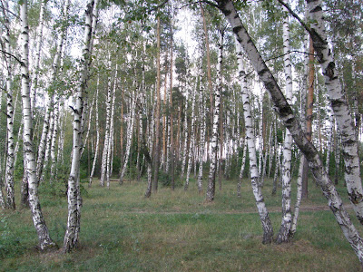 White Birch: The National Tree Of Russia! | Windows to Russia