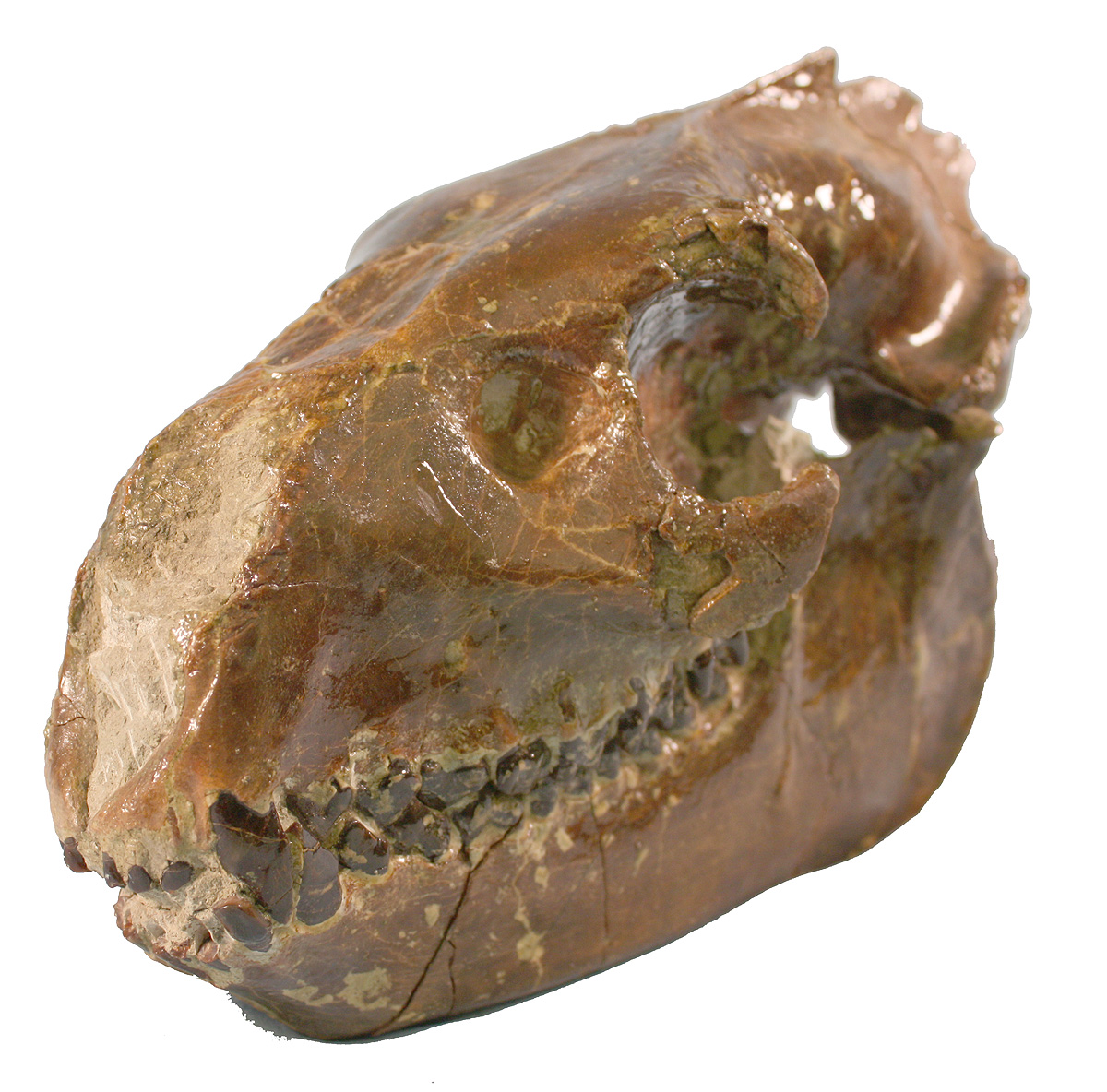 Benton County Museums: Oreodont skull & Mastadon jaw