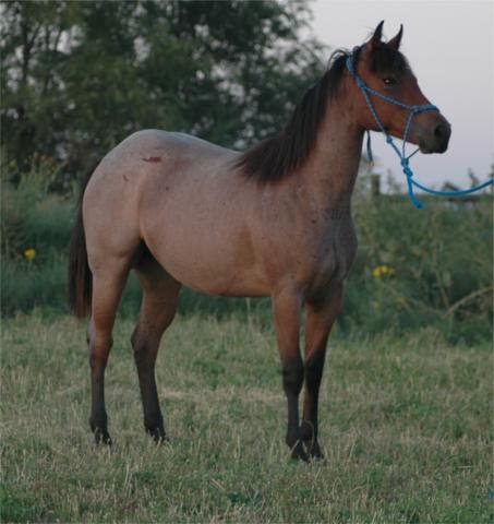 My Favorite Things: Roans