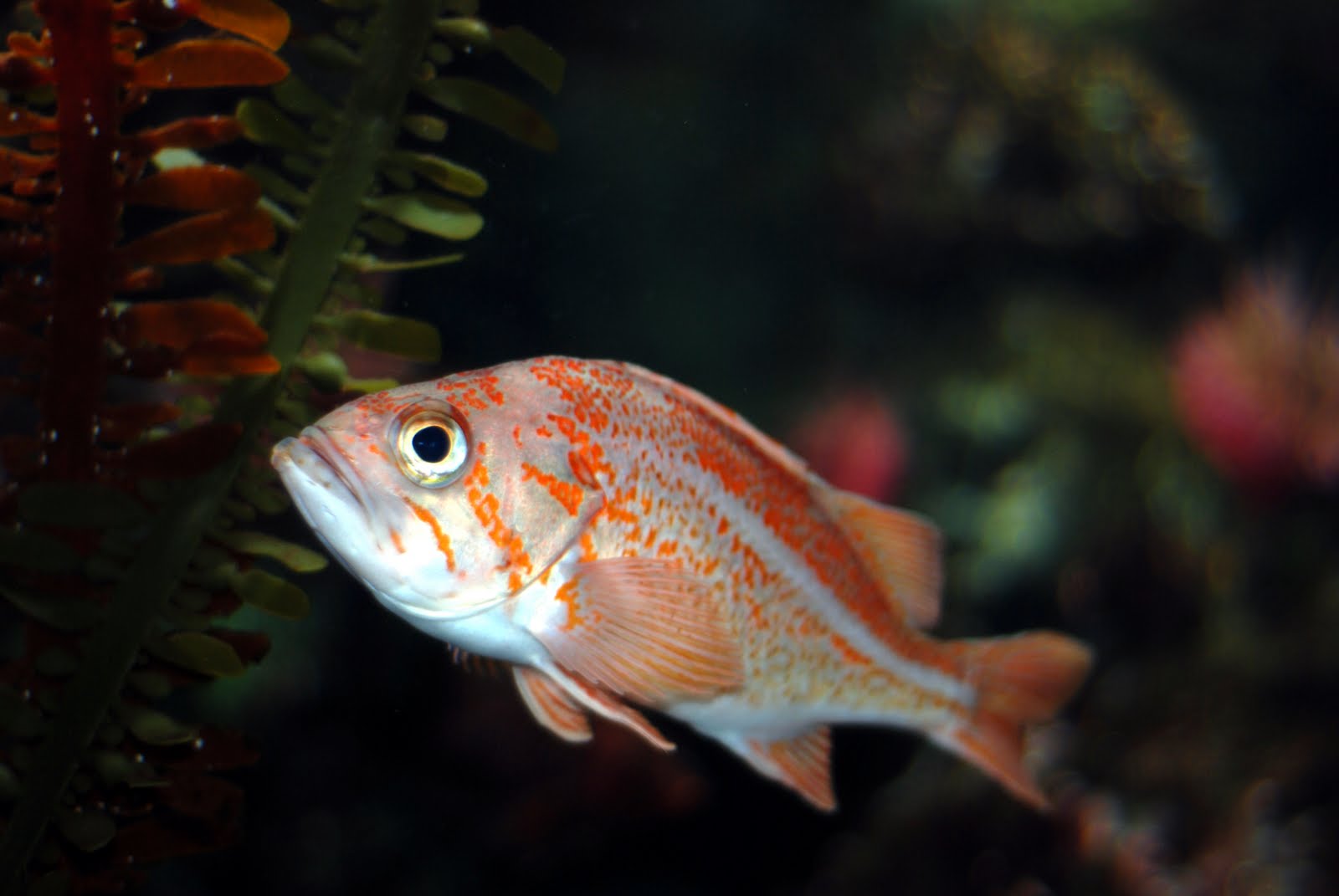 the Garden of Leah: Oregon Coast Aquarium