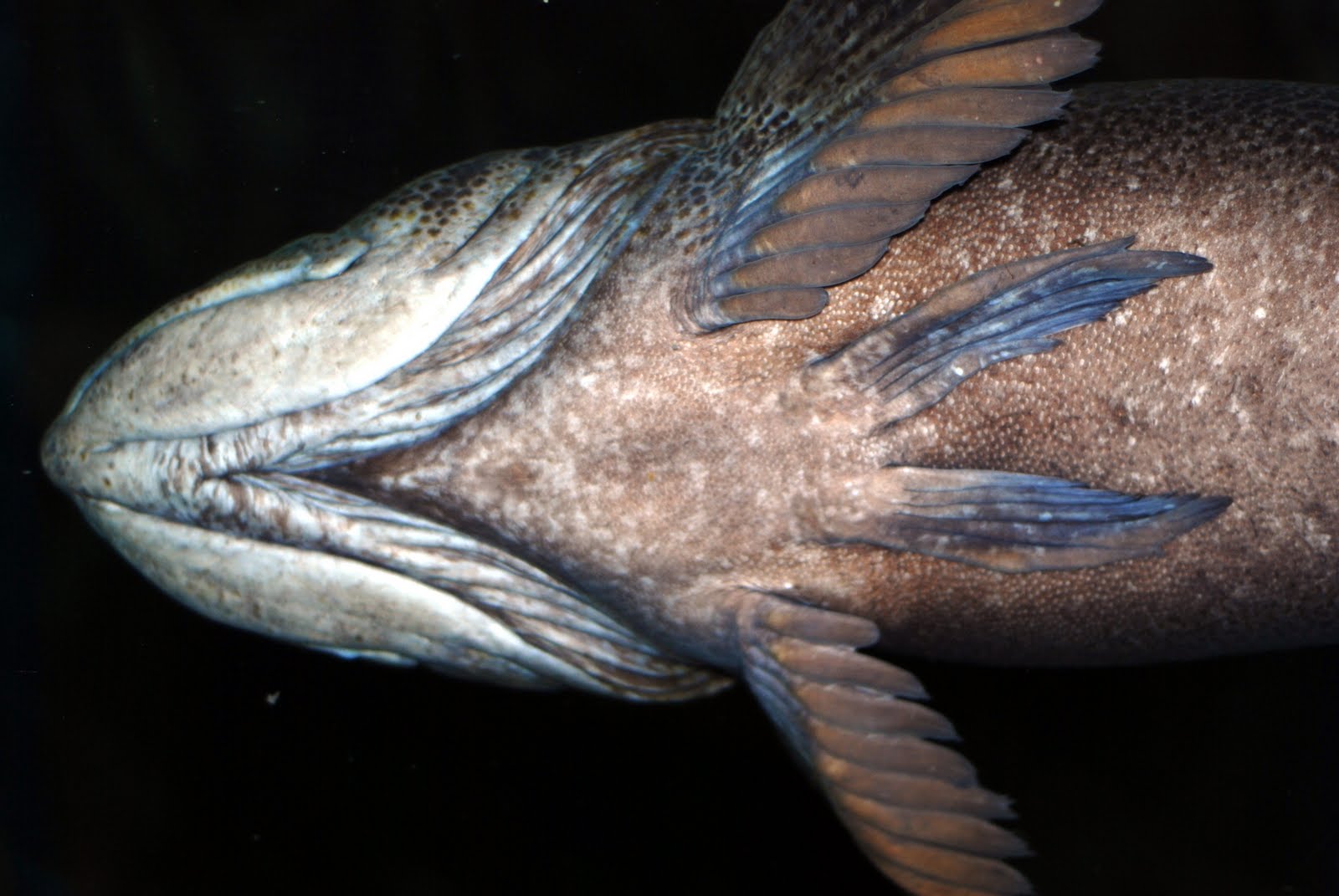 the Garden of Leah: Oregon Coast Aquarium