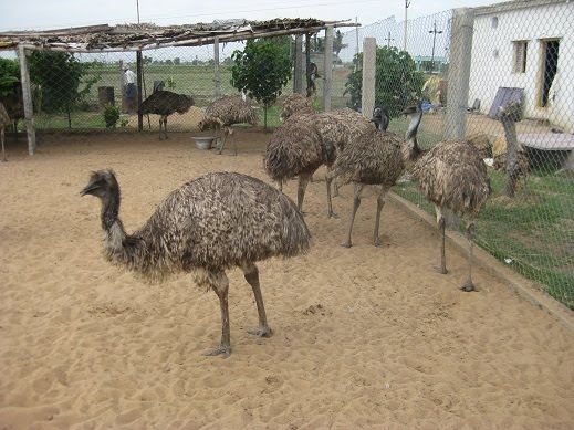 Emufarm: Emu Farming