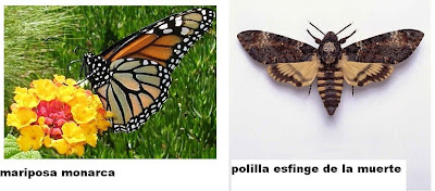 El Signo de La Espada: Diferencias entre polillas y mariposas