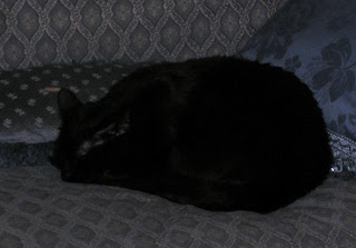 CATS - You Gotta Love Them!!!