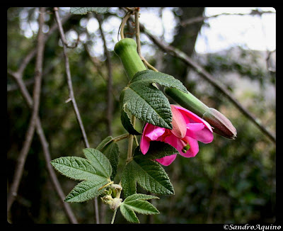 Neotropical Photos: Passiflora, tumbo, curuba