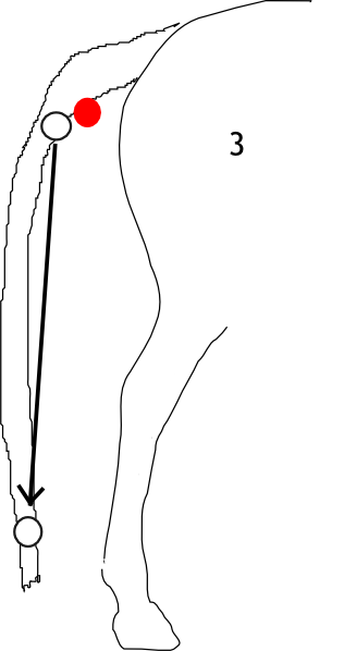 Show Ring Ready: Banging the Tail