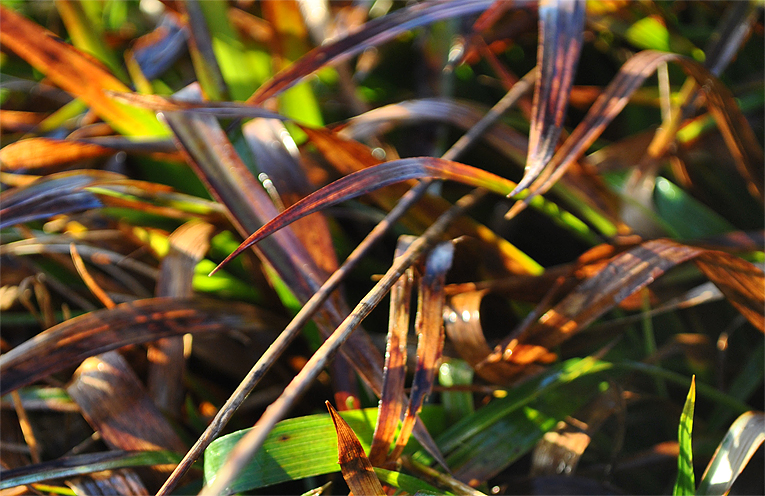 Nicolette's Notebook: Macro Monday - Beautiful Dying Grass...