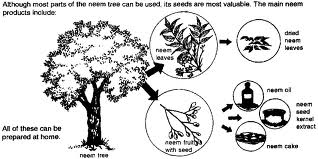 What's in a Neem?: History/Traditional Use