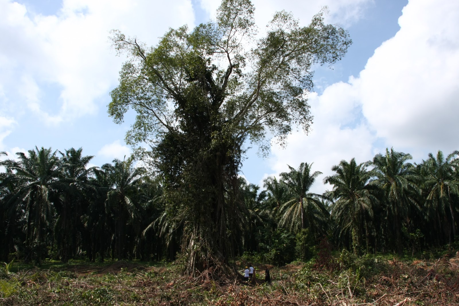 FloraFaunaKgGajah: Pokok besar (Pokok Jejawi)
