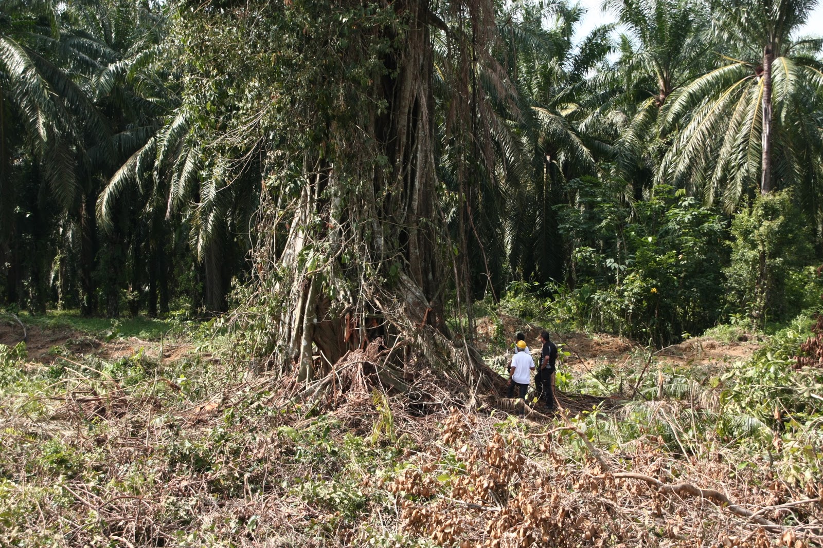 FloraFaunaKgGajah: Pokok besar (Pokok Jejawi)