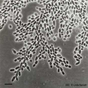 Treevolution: Biology through the evolutionary lens: Why only hungry K ...