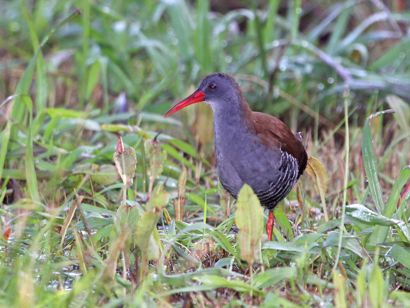 The Lazy Birder: Week 51 - Marievale Bird Sanctuary