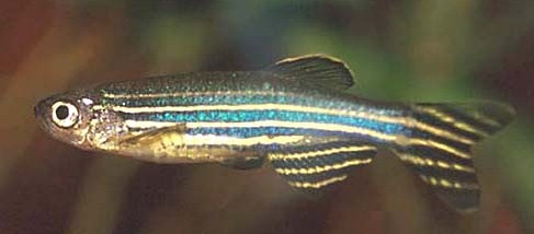 akvariefisk: Zebrafisk