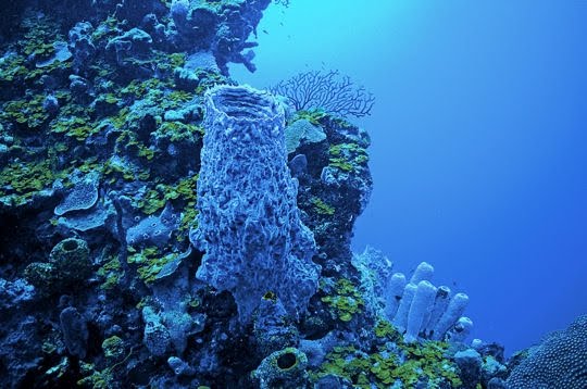 Ricipogonici: Buretele de mare