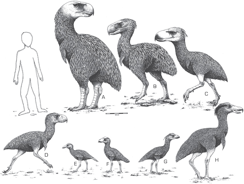 Caroline Opines: Terror Birds: Aptly Named.