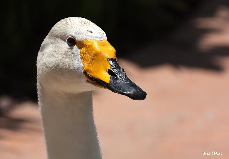 Daniel Mari Fotos: Temaikén