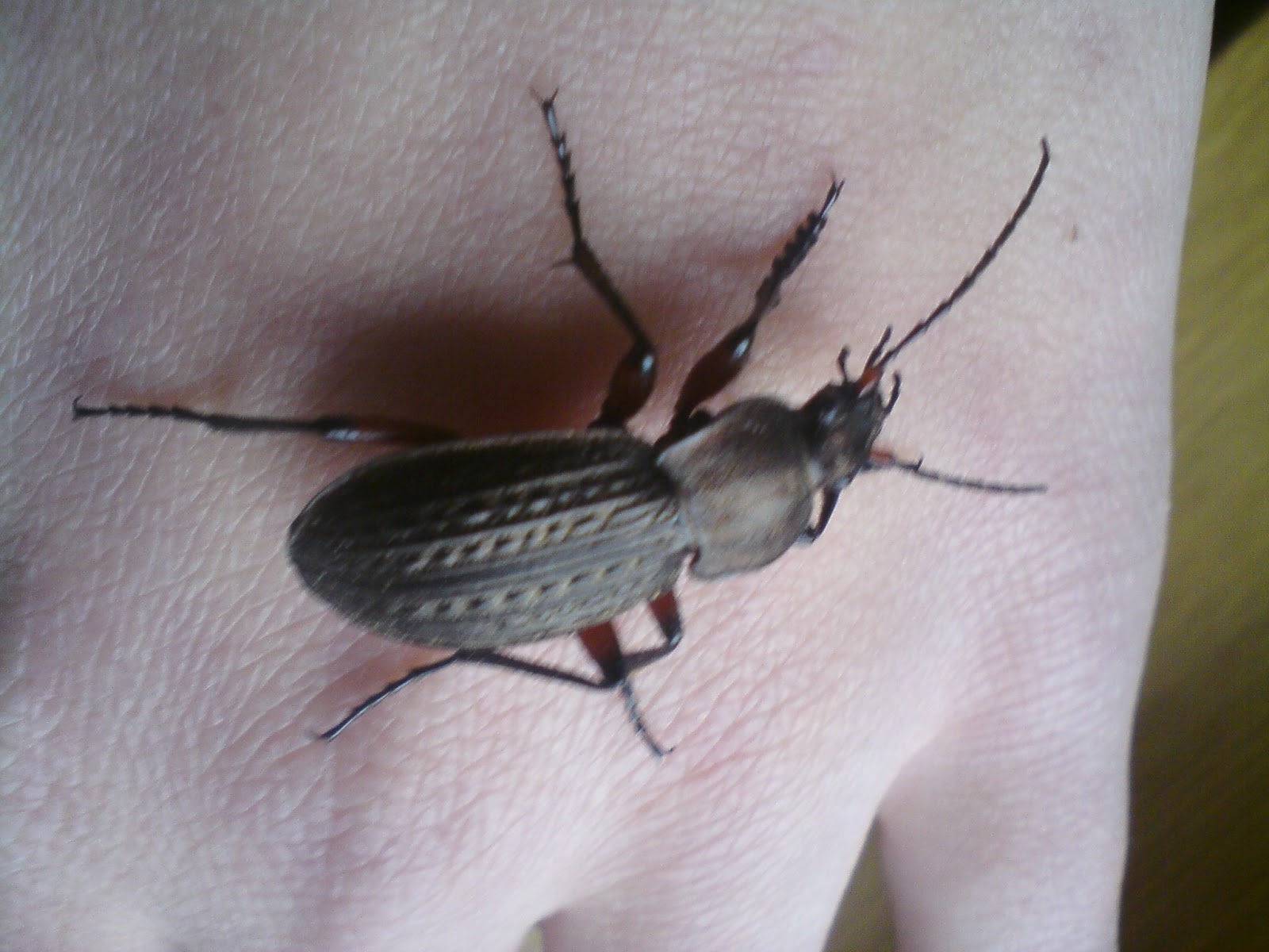 ciekawostki-flora-fauna