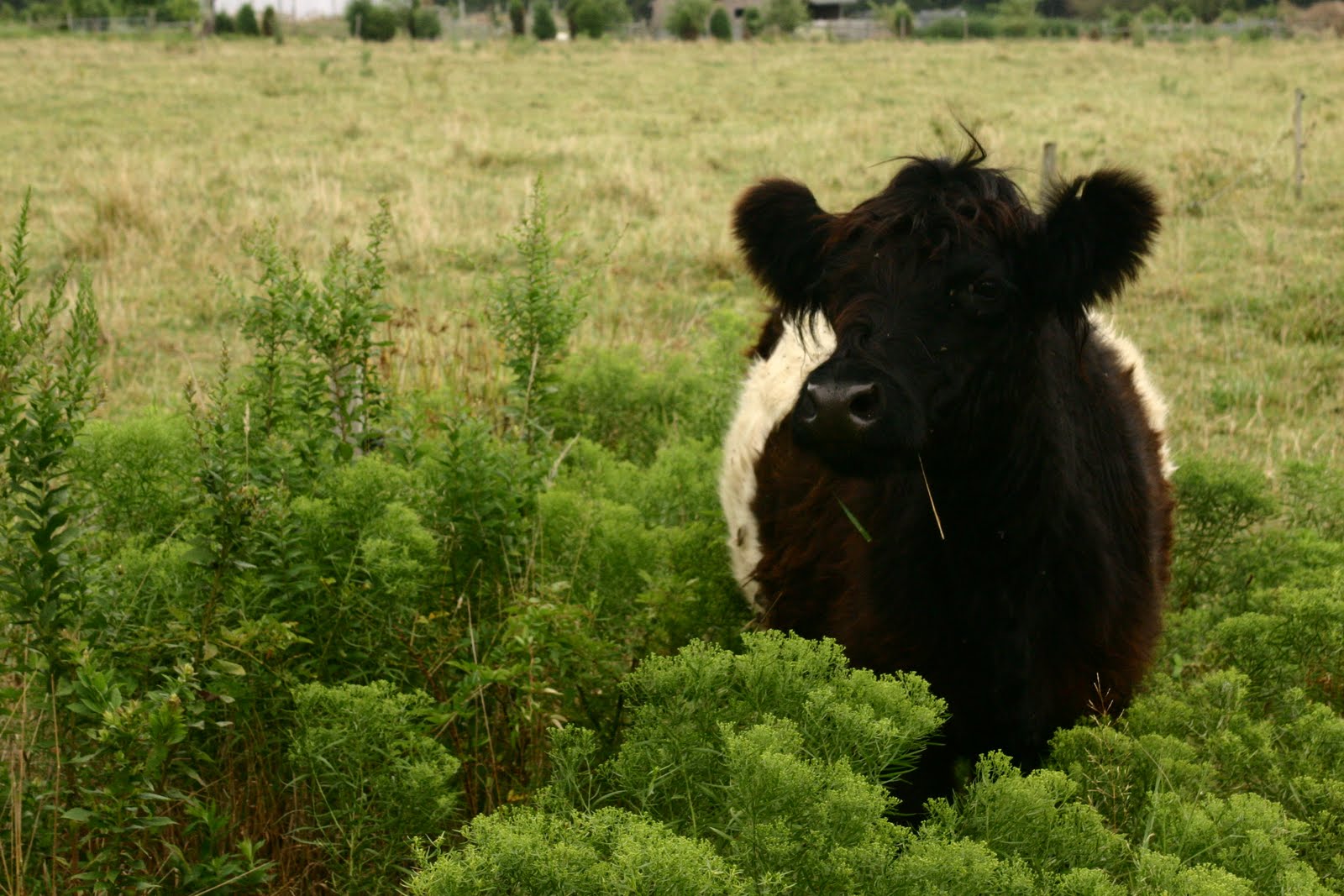 The Rippin Gypsy: Oreo Cow's & Mark Mulville