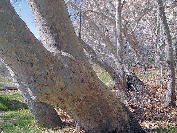 Beadlust: Desert + Grand Canyon + Motorcycle!