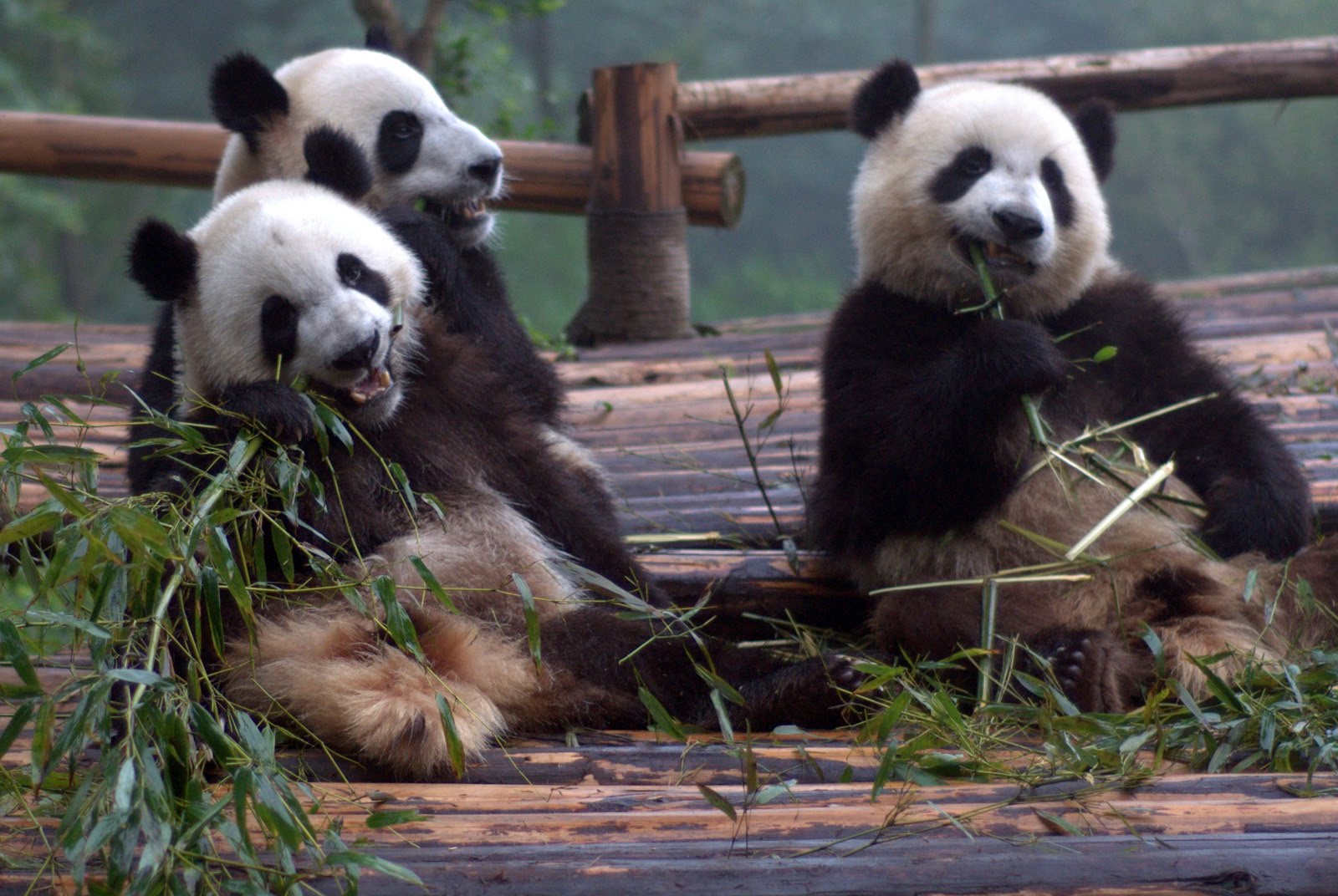 Finding Hawkins: A Yank Lost Abroad: Chengdu - Big, Bustling City. Big ...