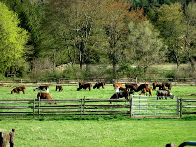 FarmLife: Open Barn at Buck Hollow Llamas